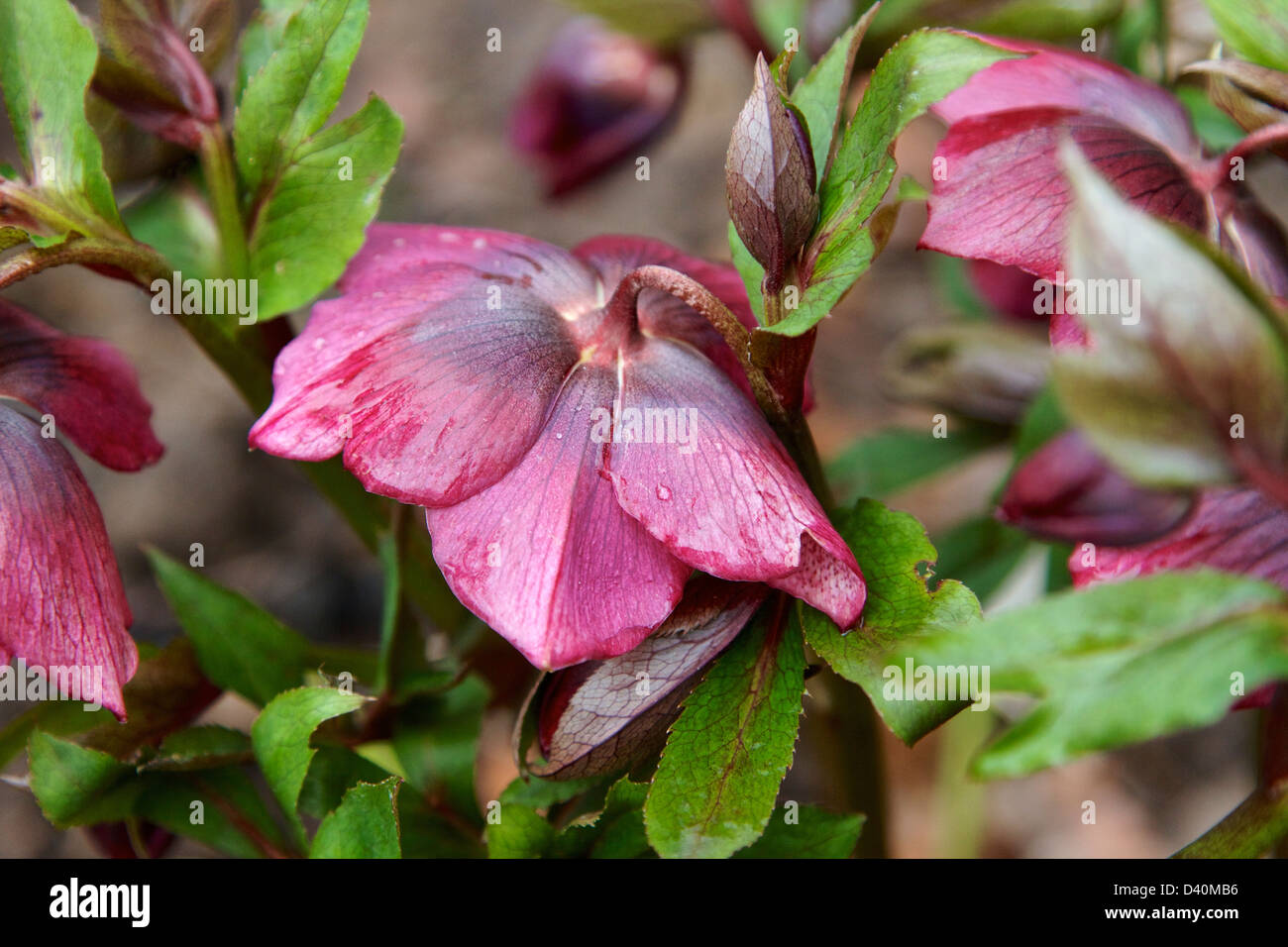 Lenten rose hellebore hi-res stock photography and images - Alamy