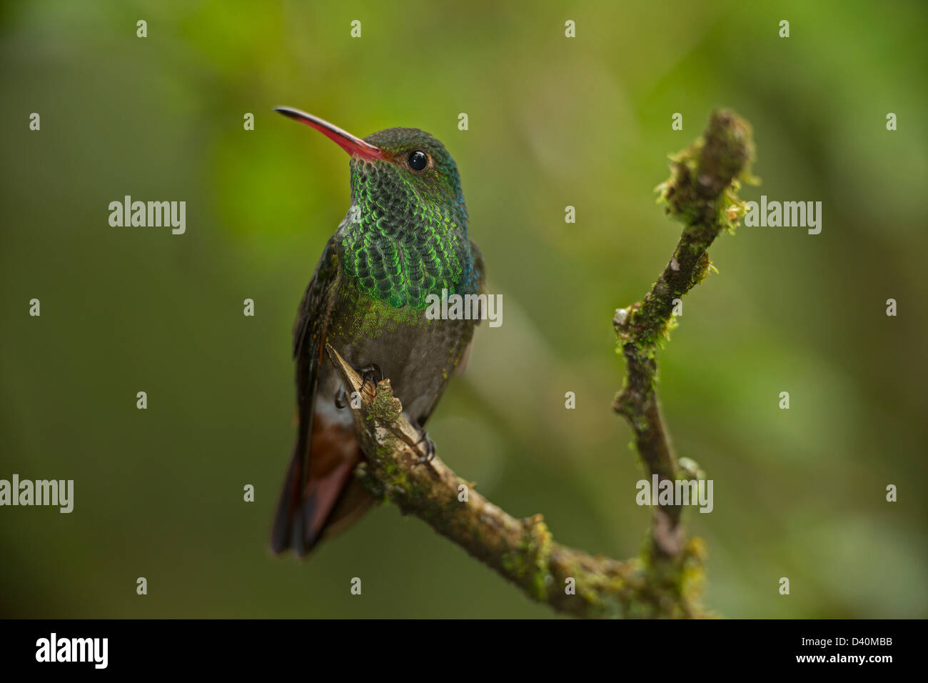 Rufous-tailed Hummingbird (Amazilia tzacatl), tropical rainforest ...
