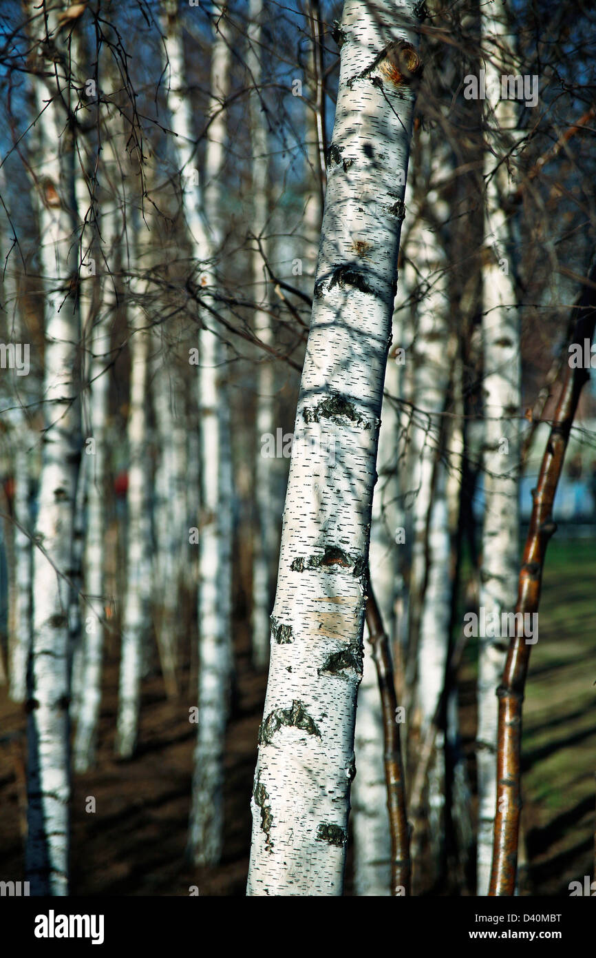 Silver Birch trees outside Tate modern gallery Southbank London England ...