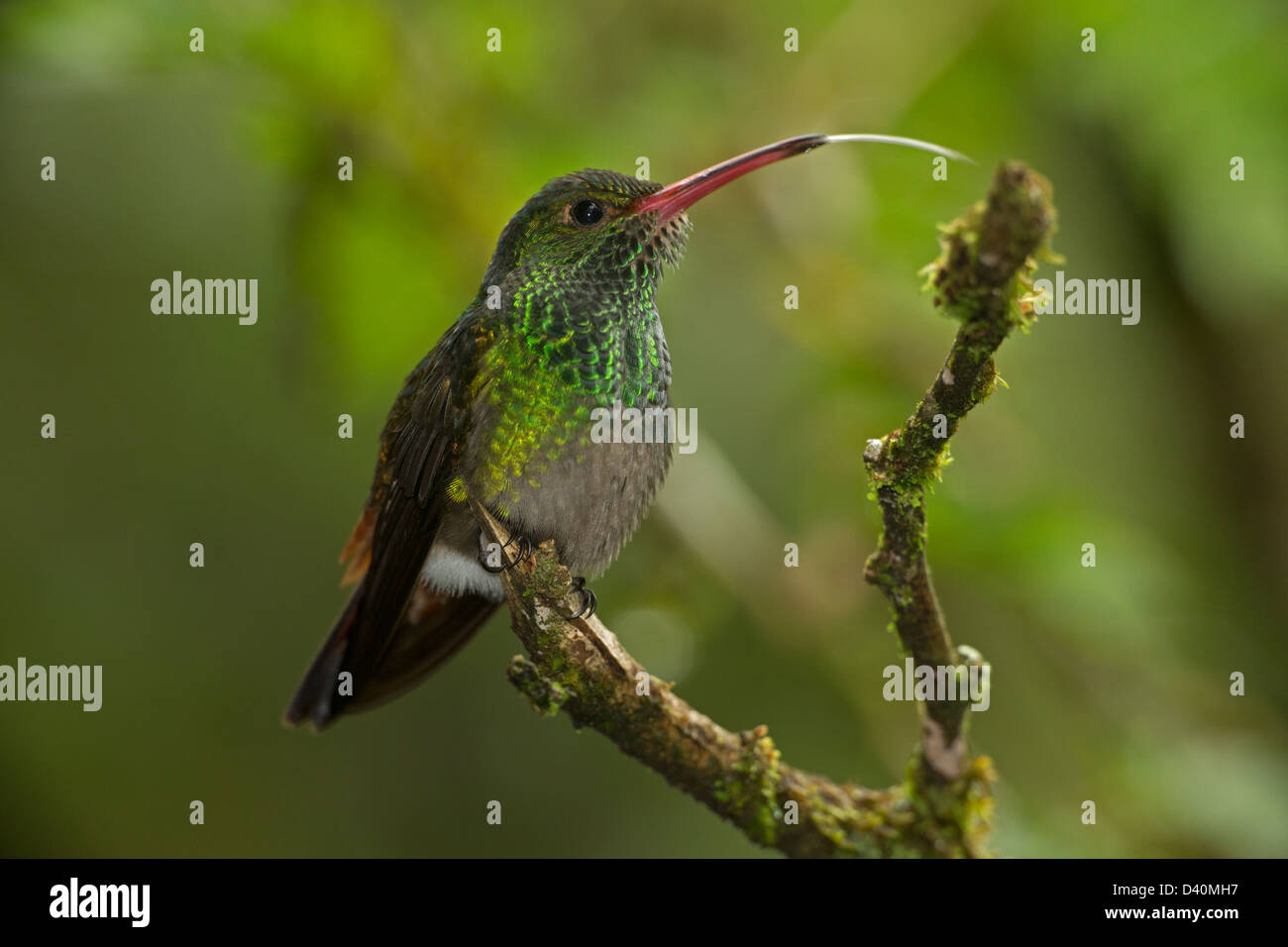 Rufous-tailed Hummingbird (Amazilia tzacatl), tropical rainforest ...