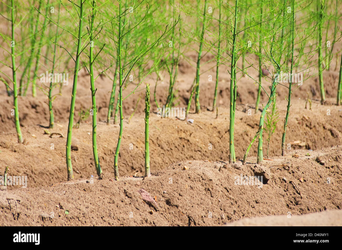 Spargelpflanze hi-res stock photography and images - Alamy