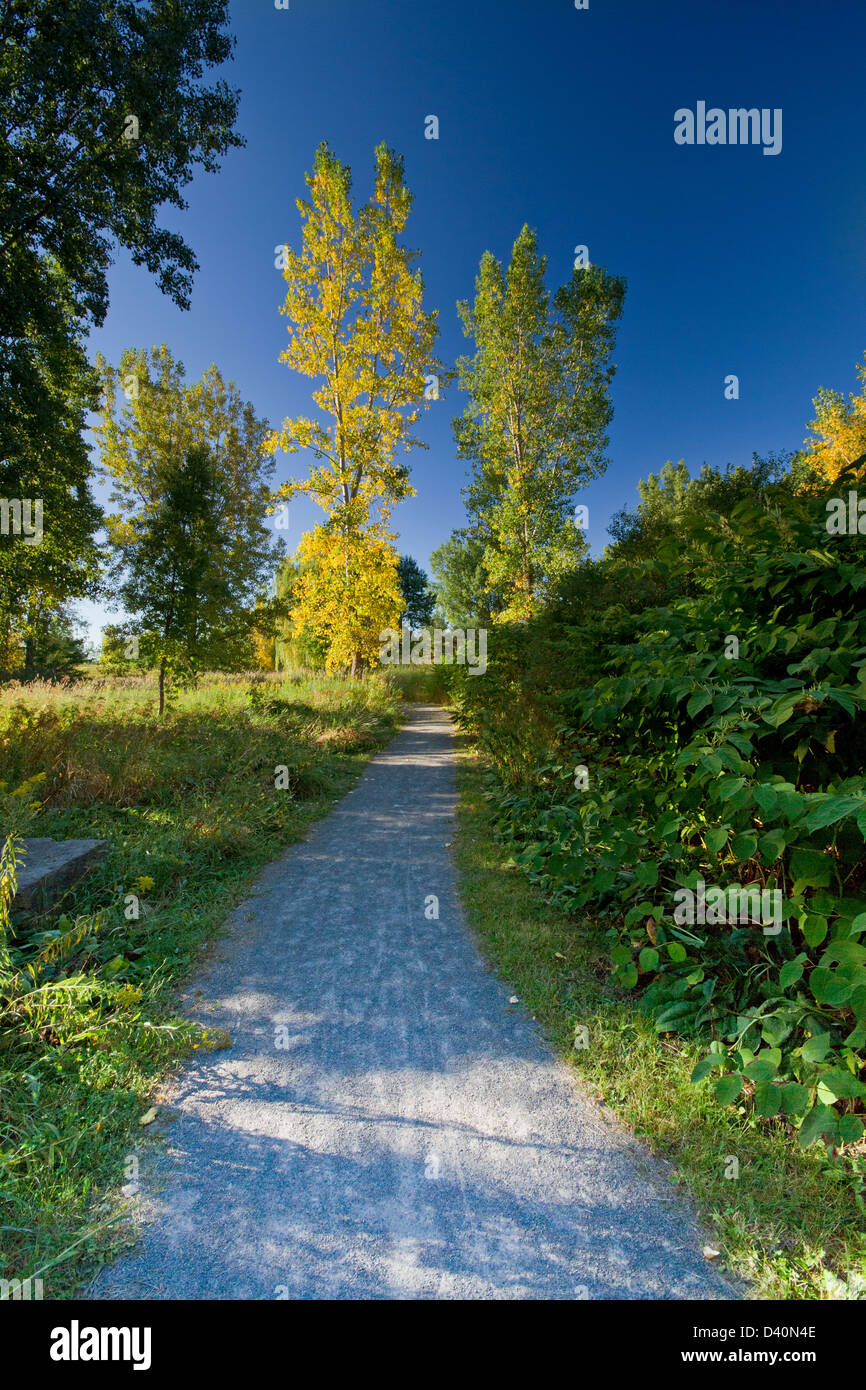 Canadian trees hi-res stock photography and images - Alamy