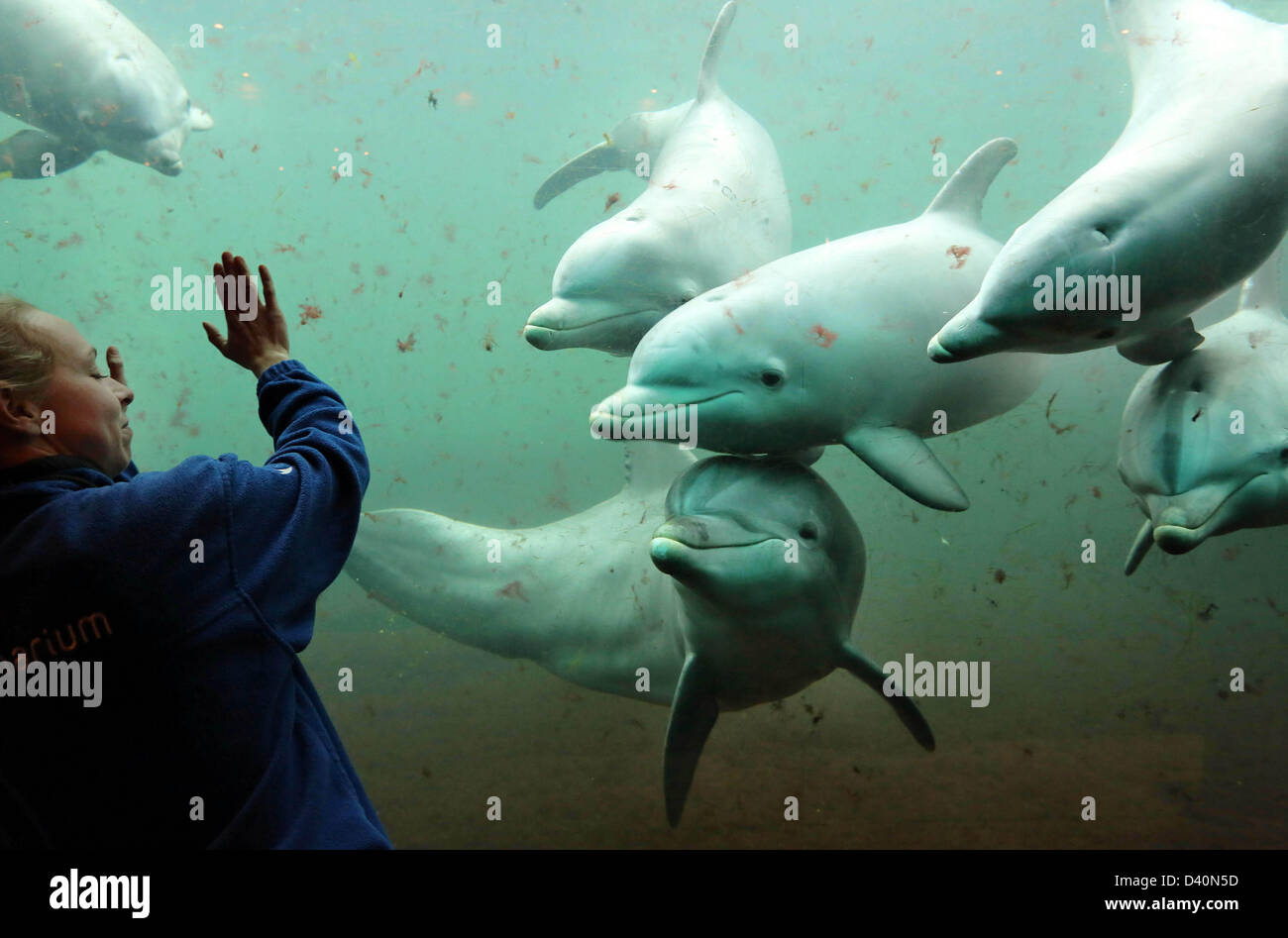 Dolfinarium hi-res stock photography and images - Alamy