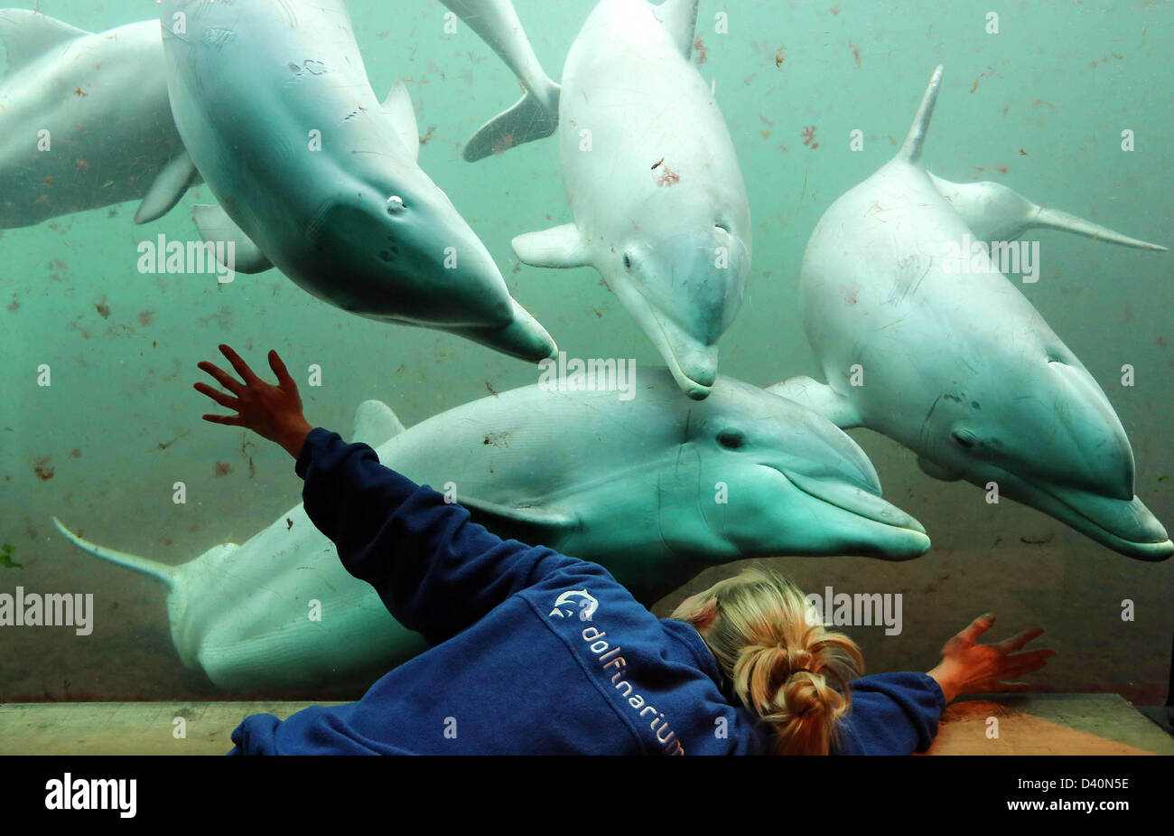 Dolfinarium hi-res stock photography and images - Alamy