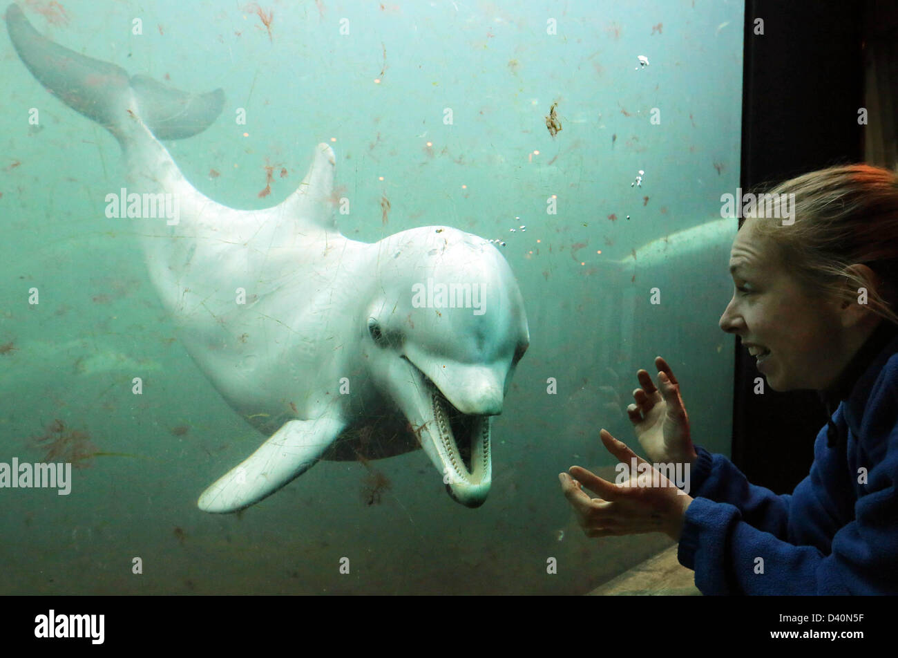 Dolfinarium hi-res stock photography and images - Alamy