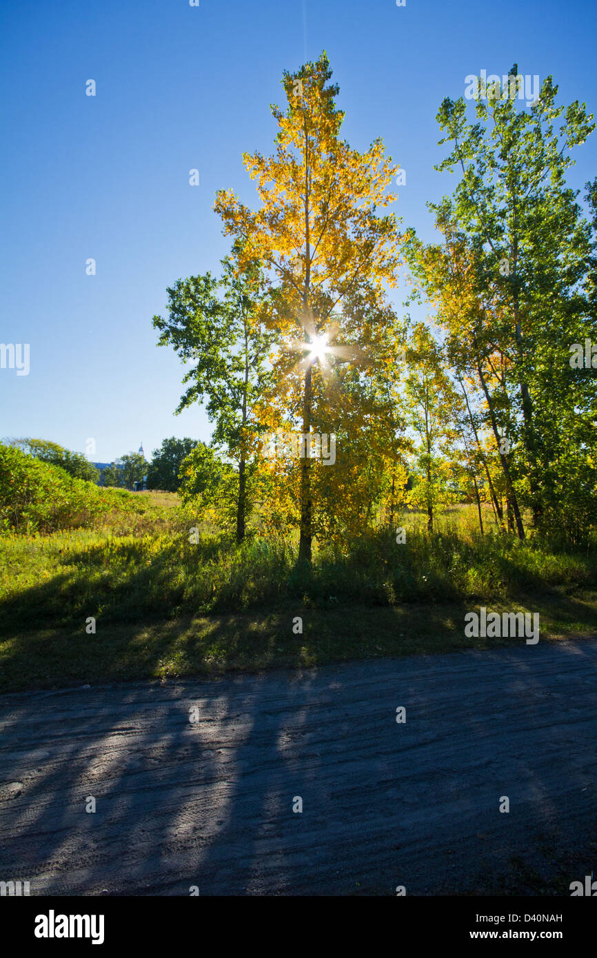 Canadian trees hi-res stock photography and images - Alamy