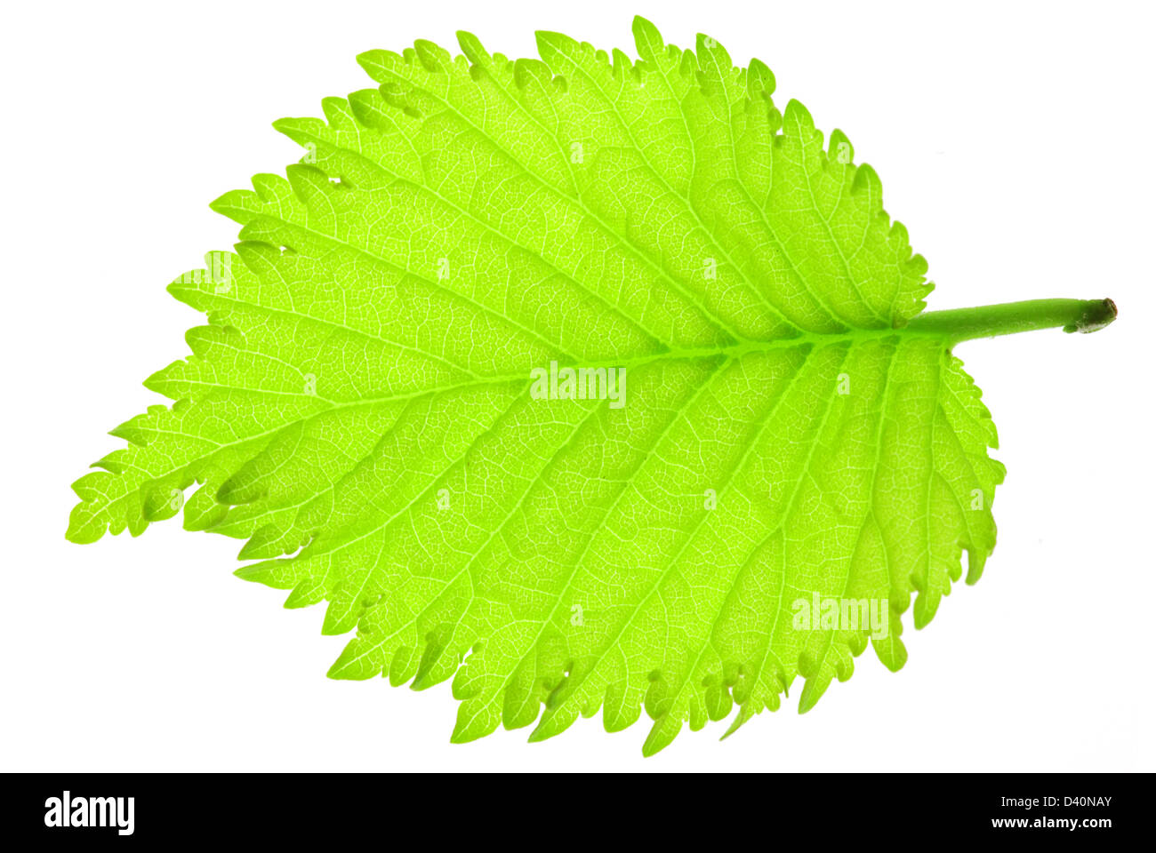 Fresh green hazel-nut tree leaf on a white background Stock Photo - Alamy