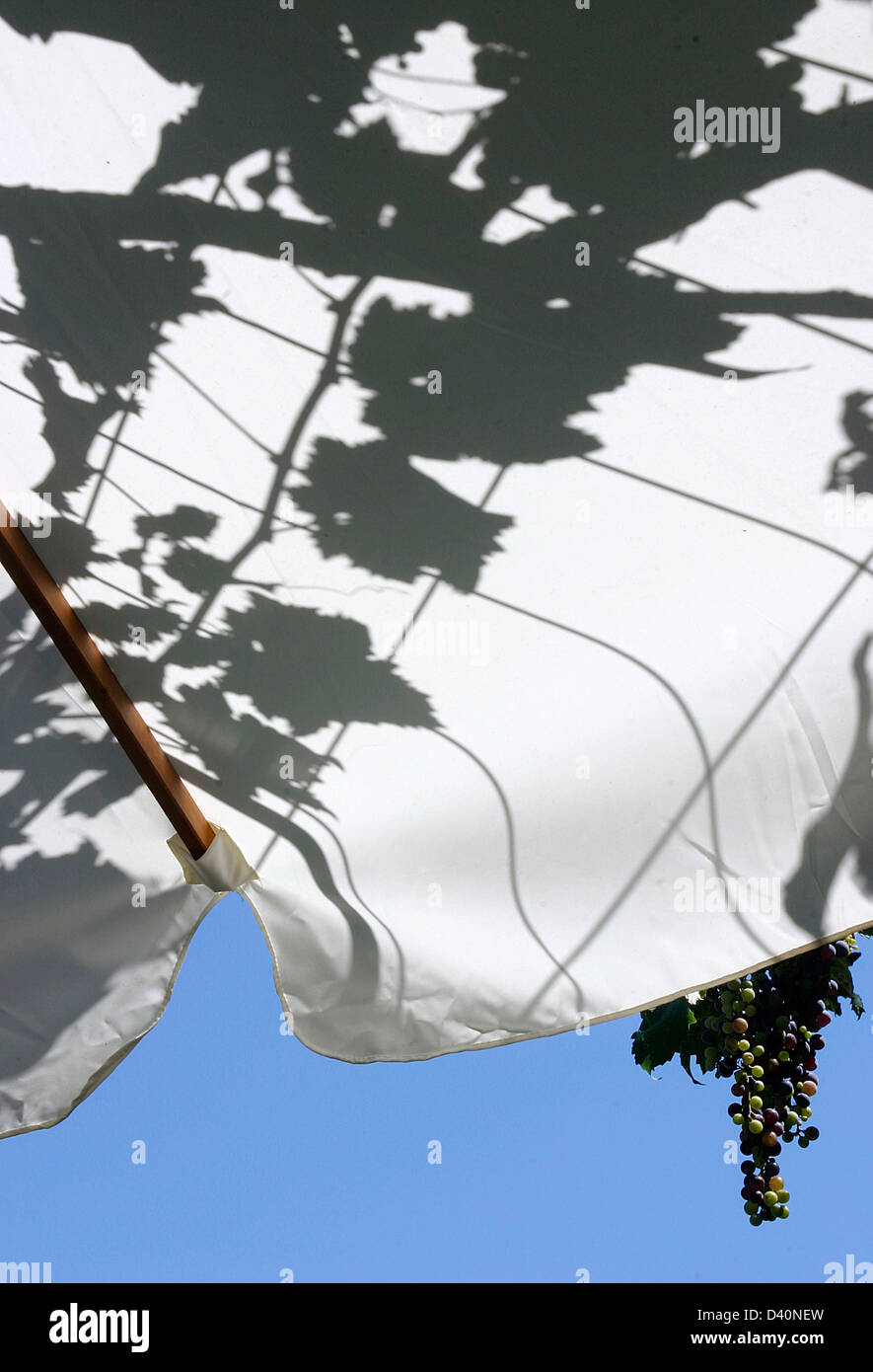 Grapes growing by sun shade hi-res stock photography and images - Alamy