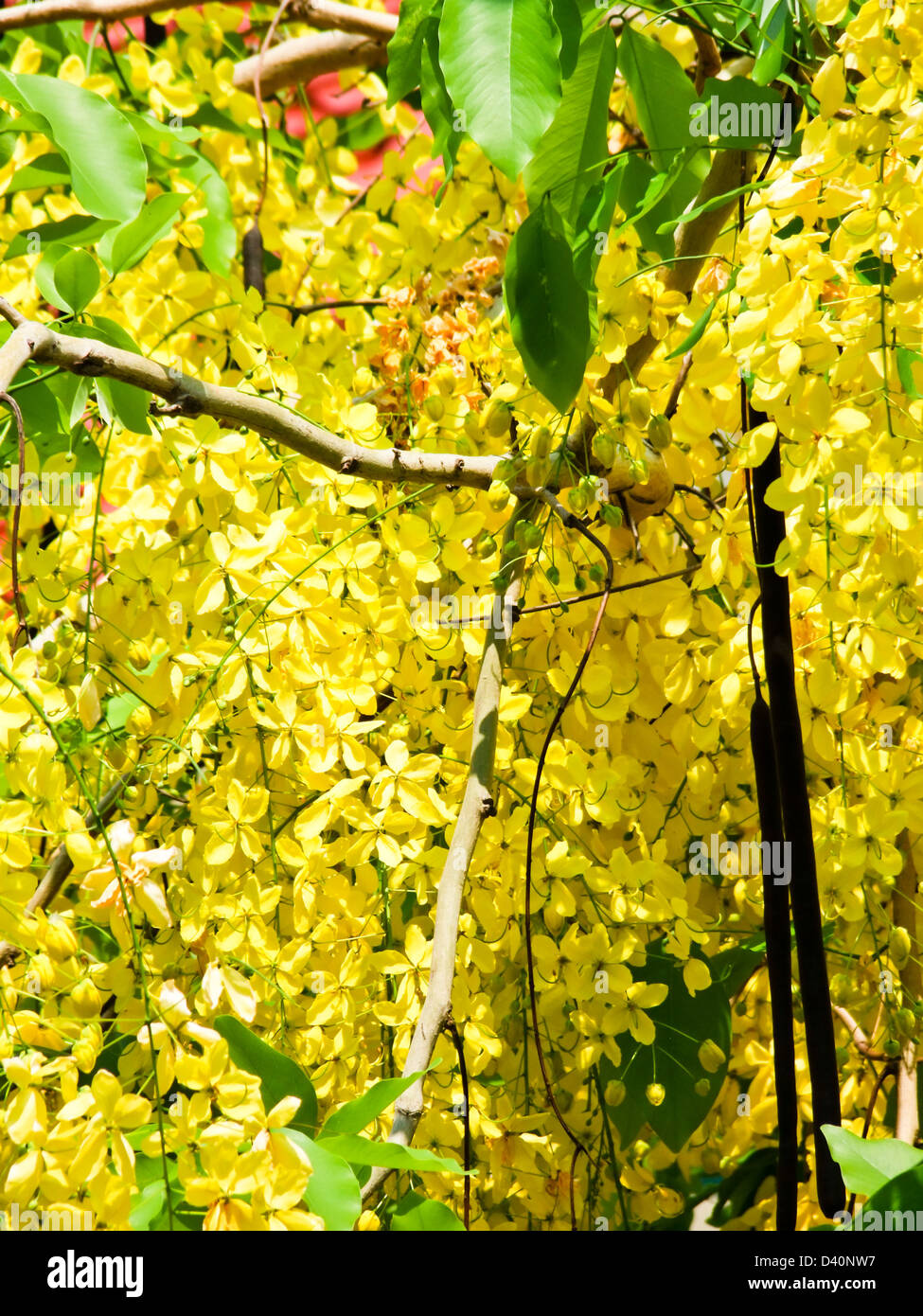 Golden shower,Cassia fistula Stock Photo - Alamy