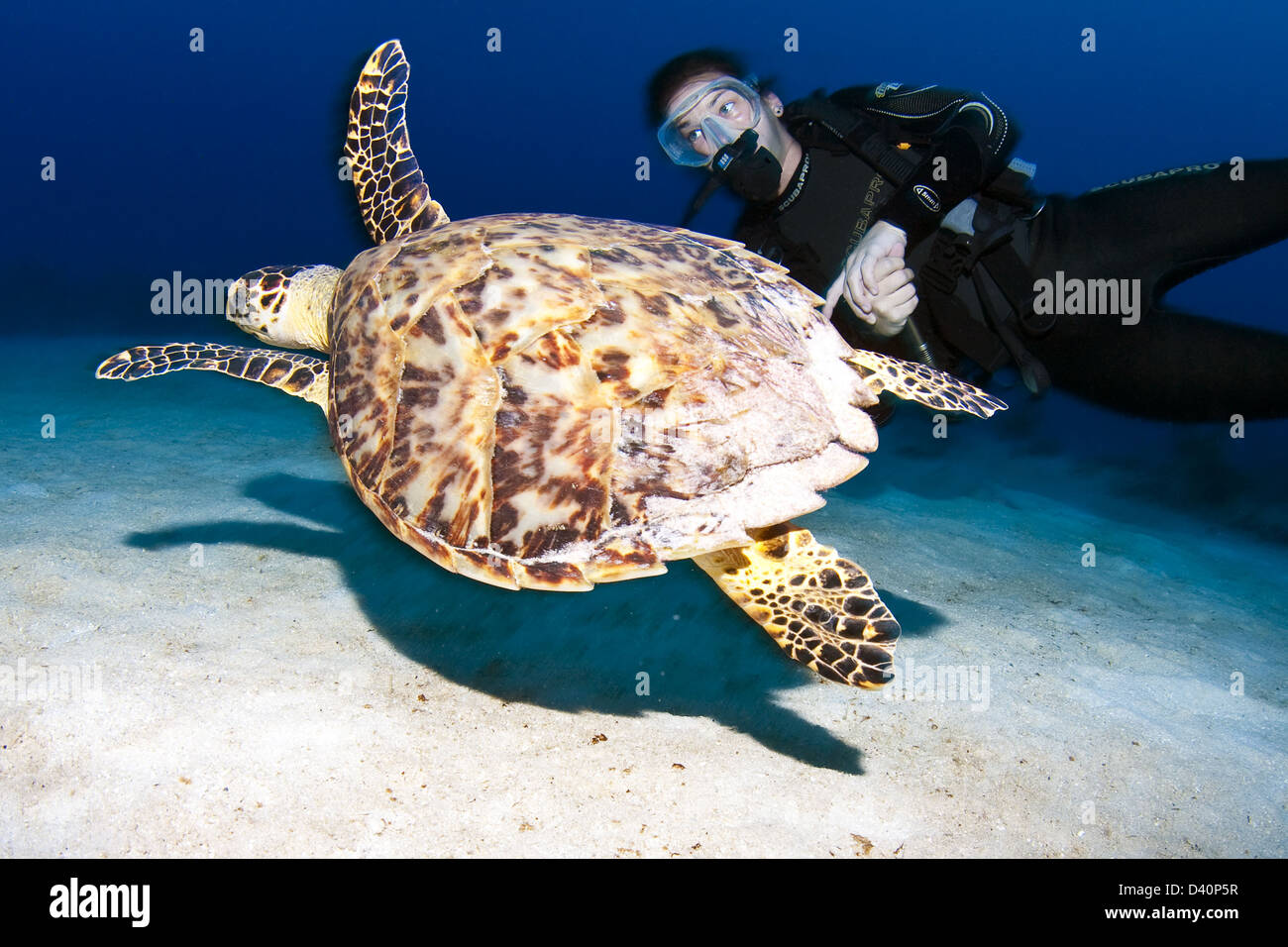 Diver and Turtle Stock Photo - Alamy