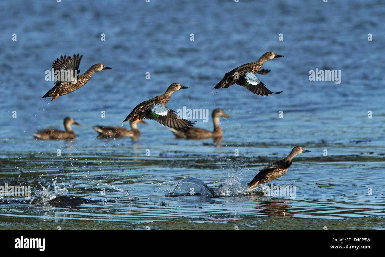 Blue winged teal flying hi-res stock photography and images - Alamy