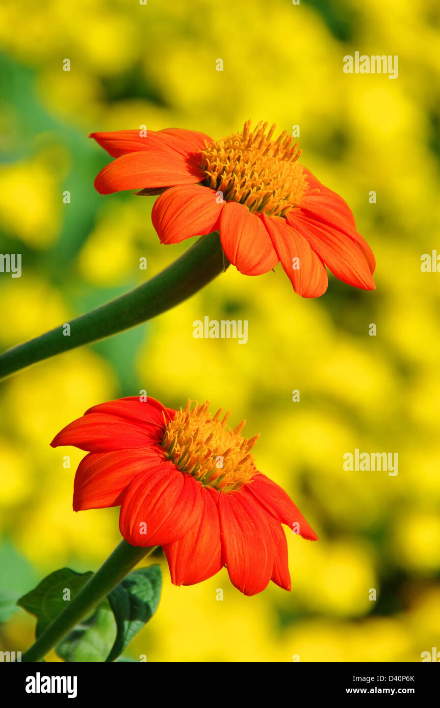 Tithonia plant hi-res stock photography and images - Alamy