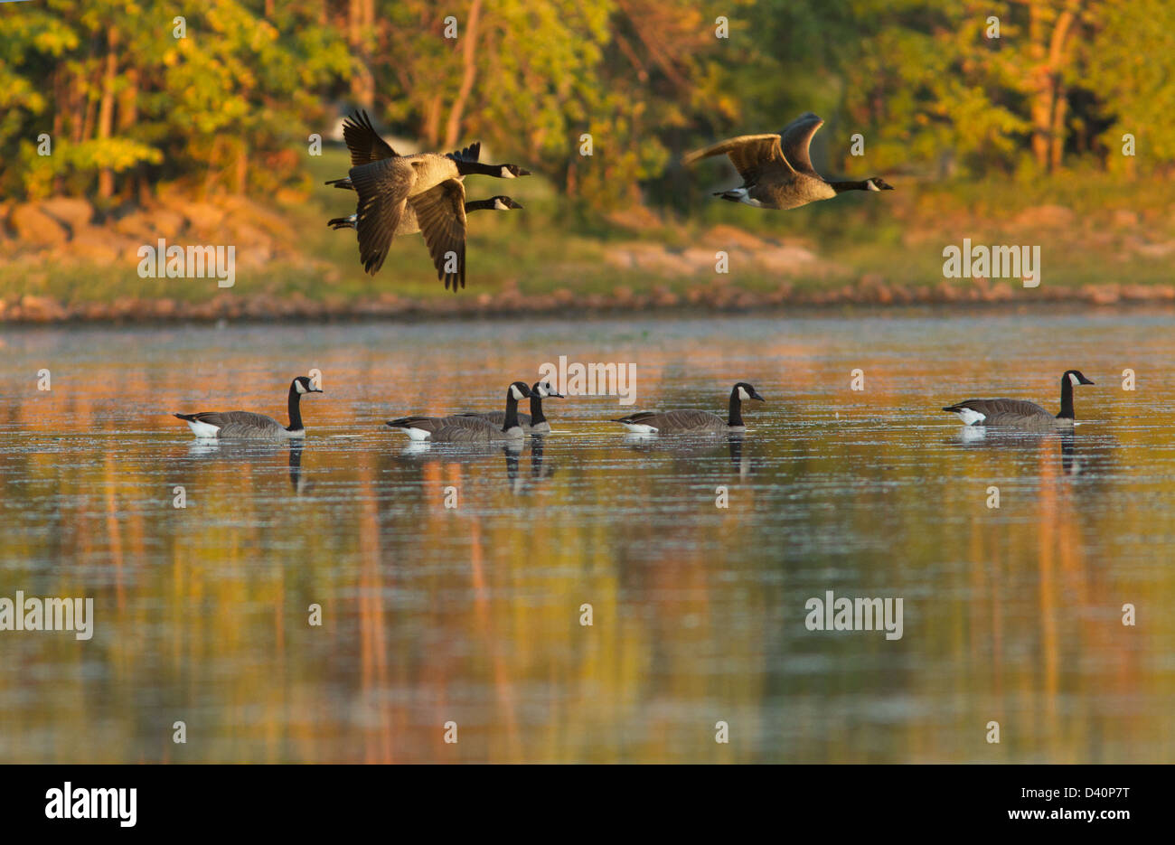 Migration goose hi-res stock photography and images - Alamy