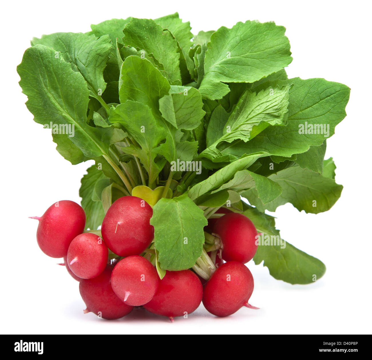 fresh radish isolated Stock Photo - Alamy