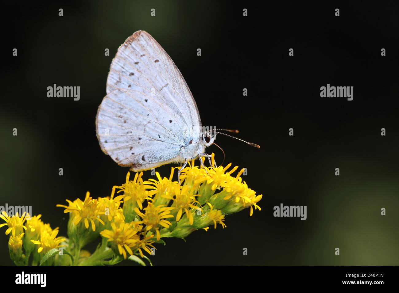 Butterfly in the nature Stock Photo - Alamy