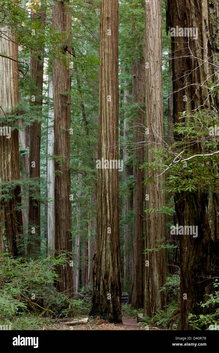 Coast redwood forest in the Rockefeller Grove, Humboldt Redwoods State ...