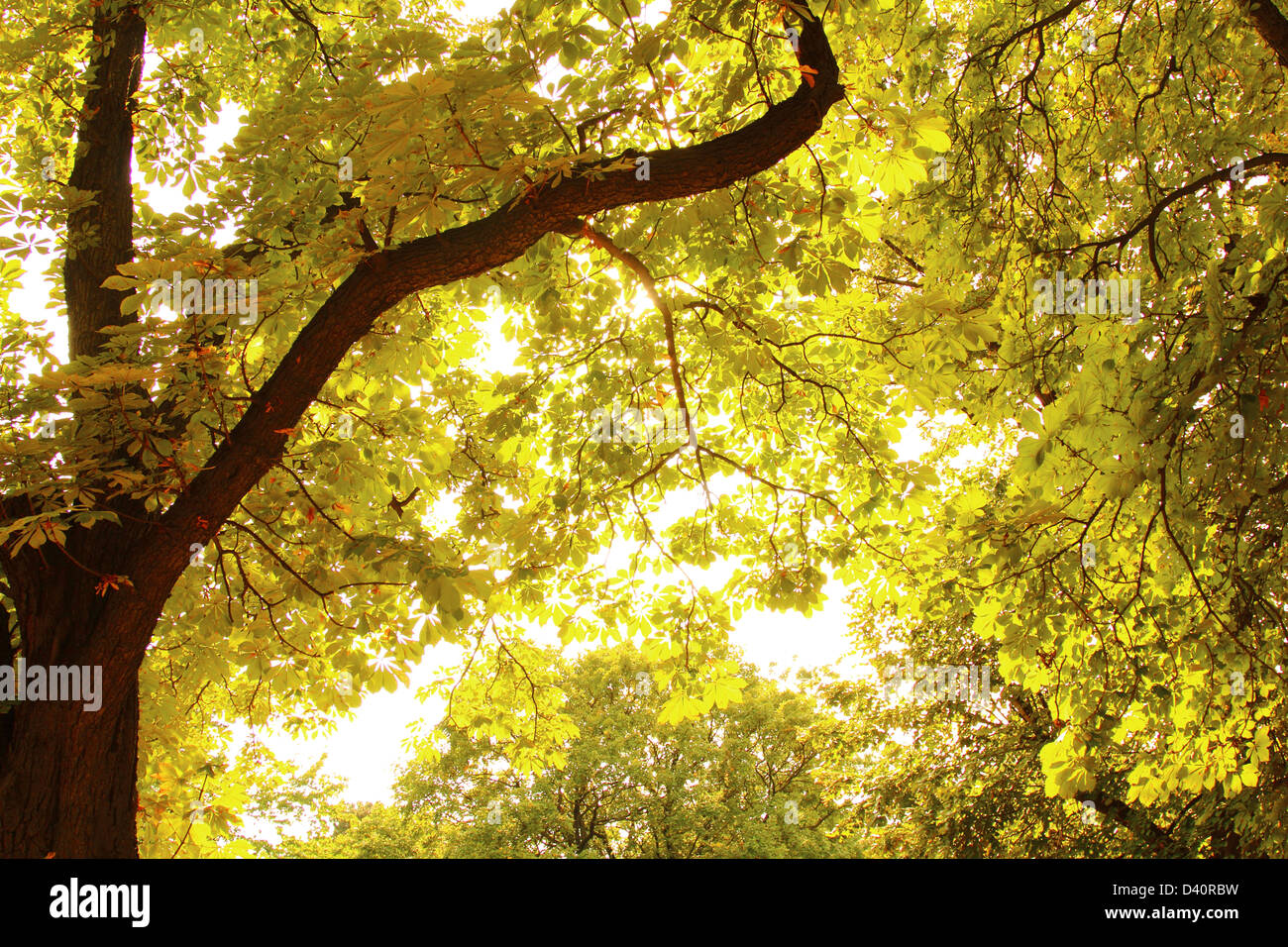 trees in autumn feeling Stock Photo - Alamy