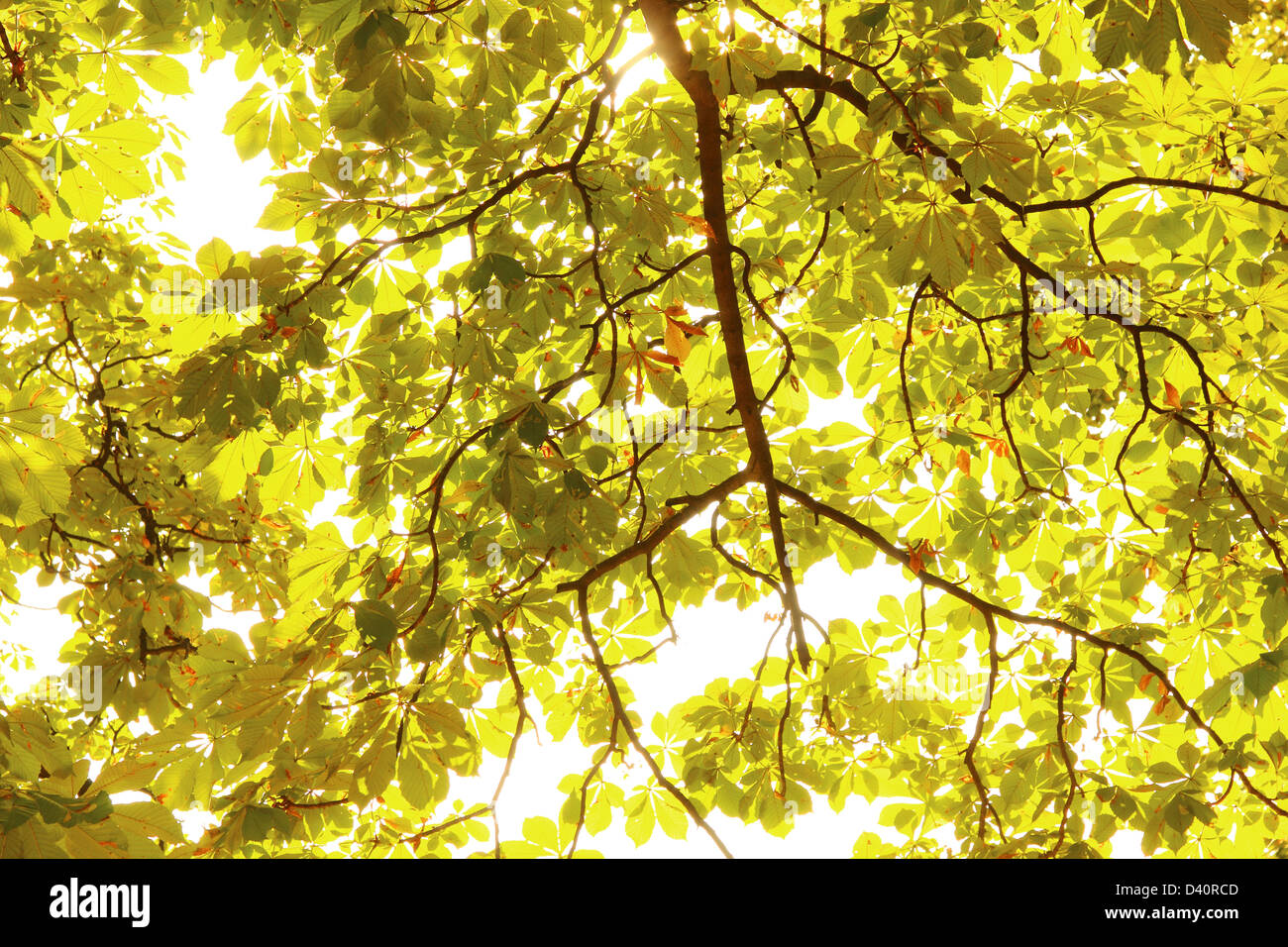trees in autumn feeling Stock Photo - Alamy
