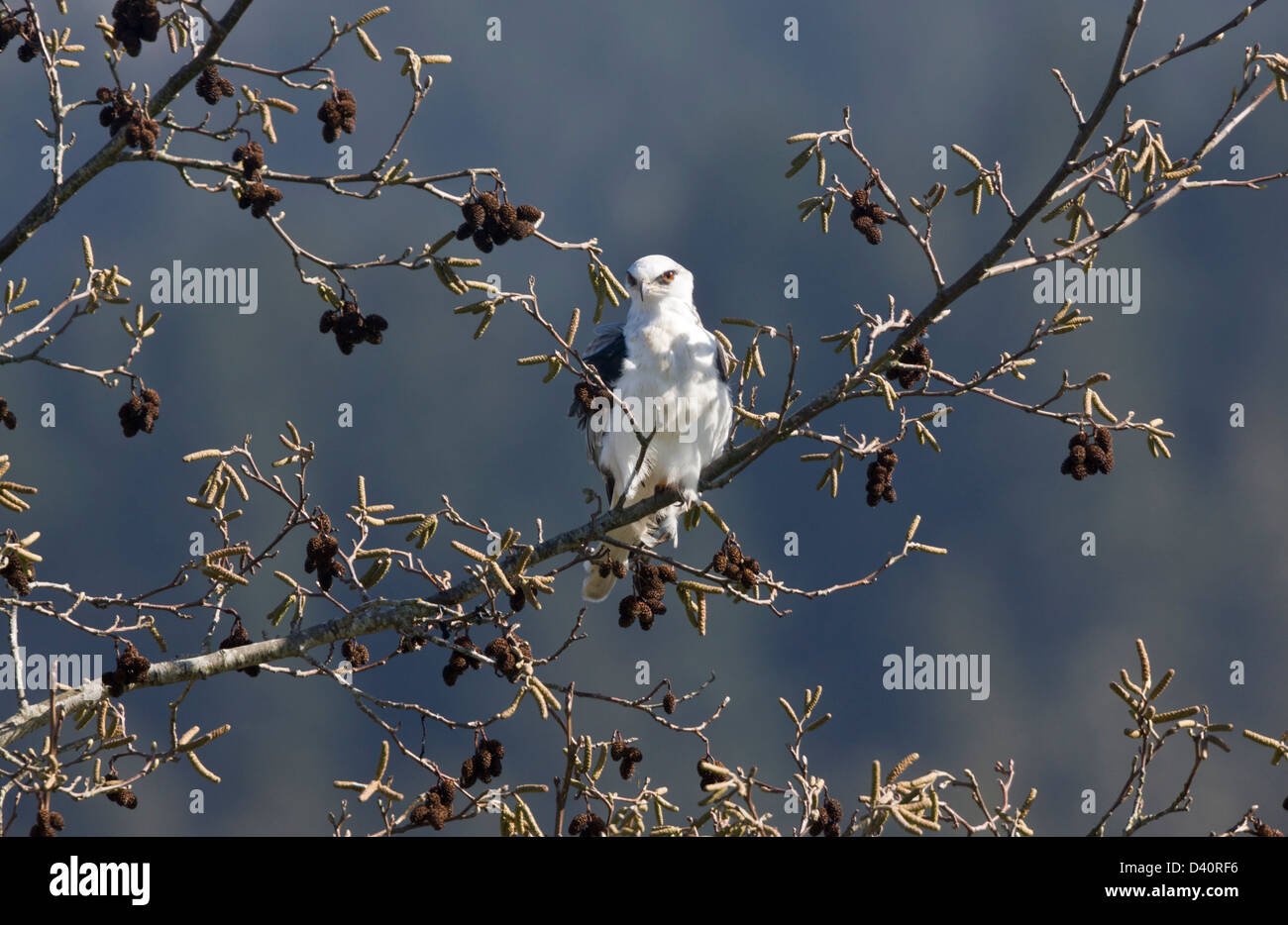 White-tailed Kite (Elanus leucurus) perched in white alder tree, late ...