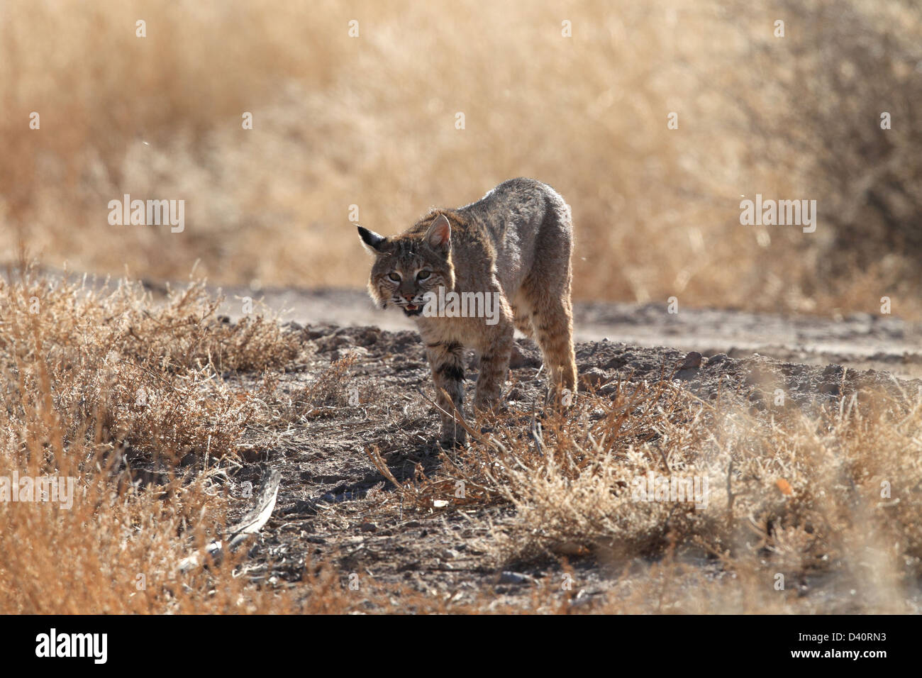 Bobcat,Lynx rufus,Bosque del Apache National Wildlife Refuge, New ...