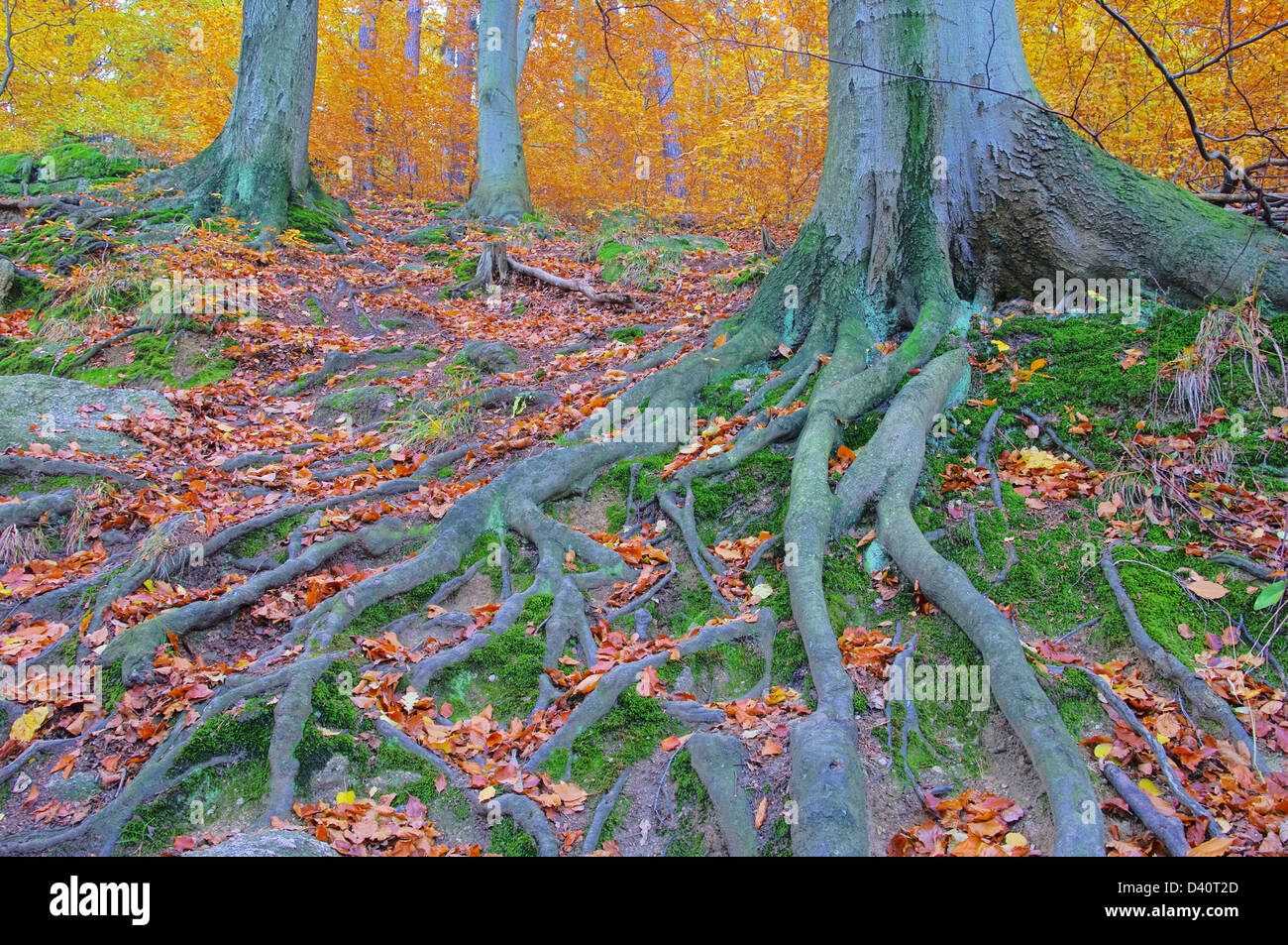 Wanderweg - hiking trail 10 Stock Photo - Alamy
