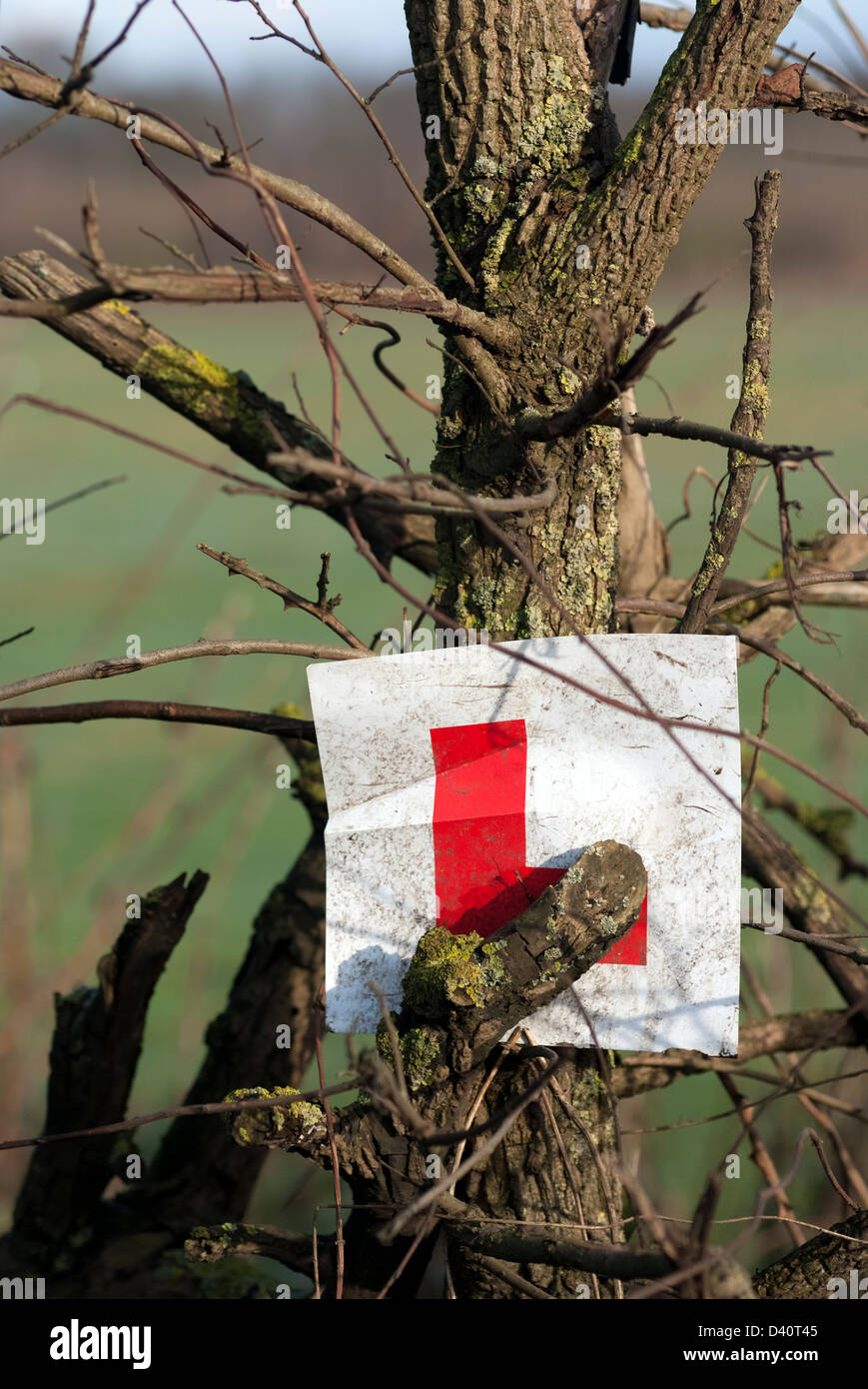 Plate tree hi-res stock photography and images - Alamy