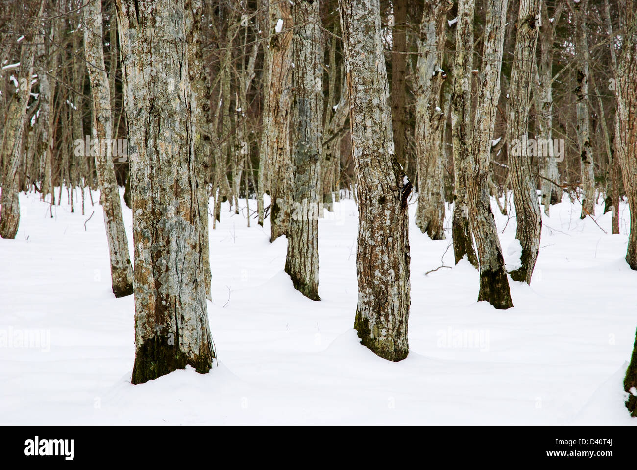 Common hornbeam trees at winter in a swedish nature reserve on the ...