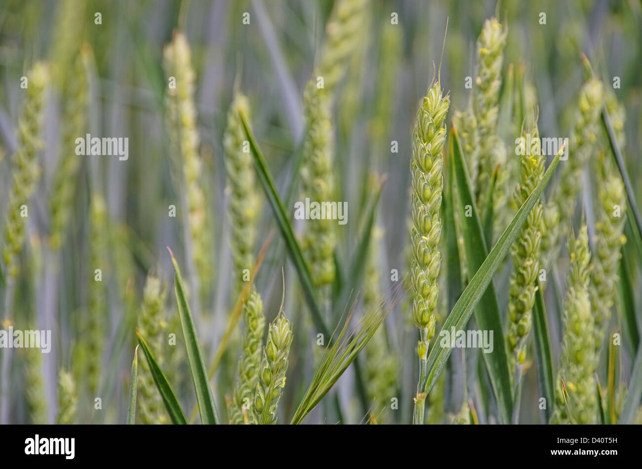 Weizenfeld - weat field 05 Stock Photo - Alamy
