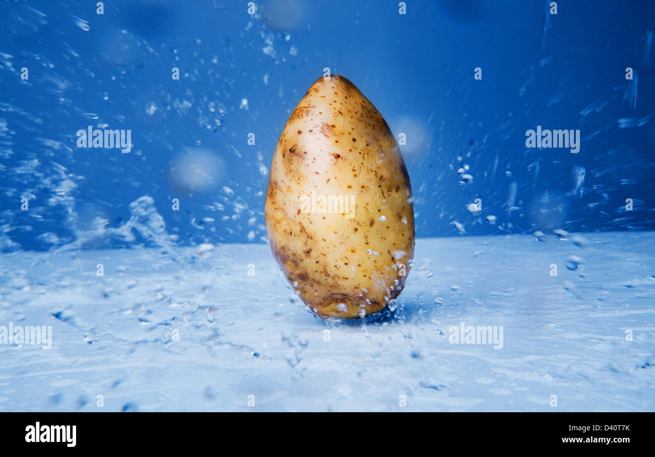 Photo of one potatoe thrown water on the blue background Stock Photo ...