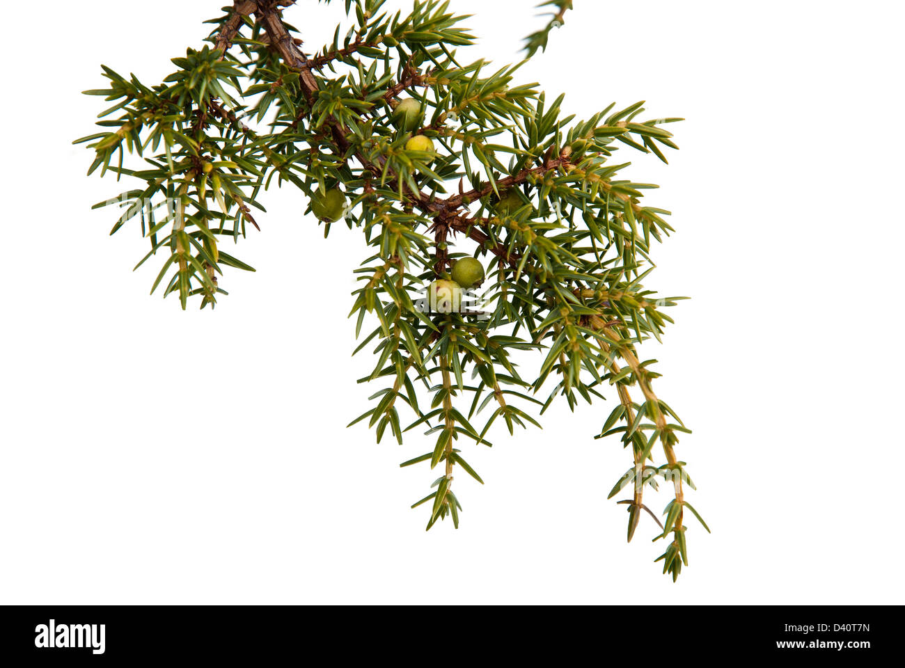 Juniperus communis isolated tree hi-res stock photography and images ...