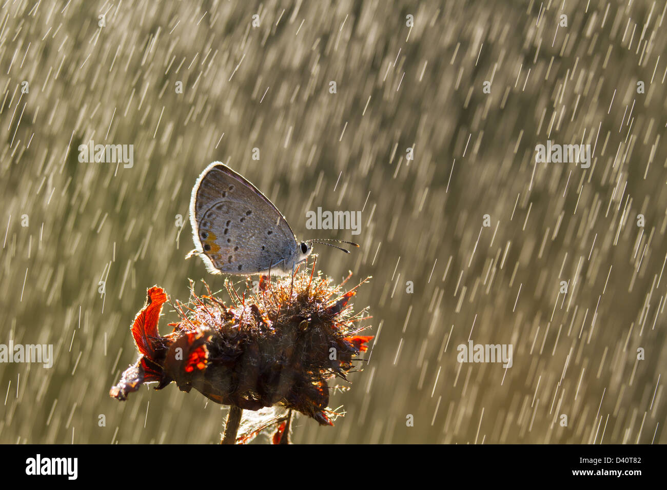 Raindrop butterfly hi-res stock photography and images - Alamy