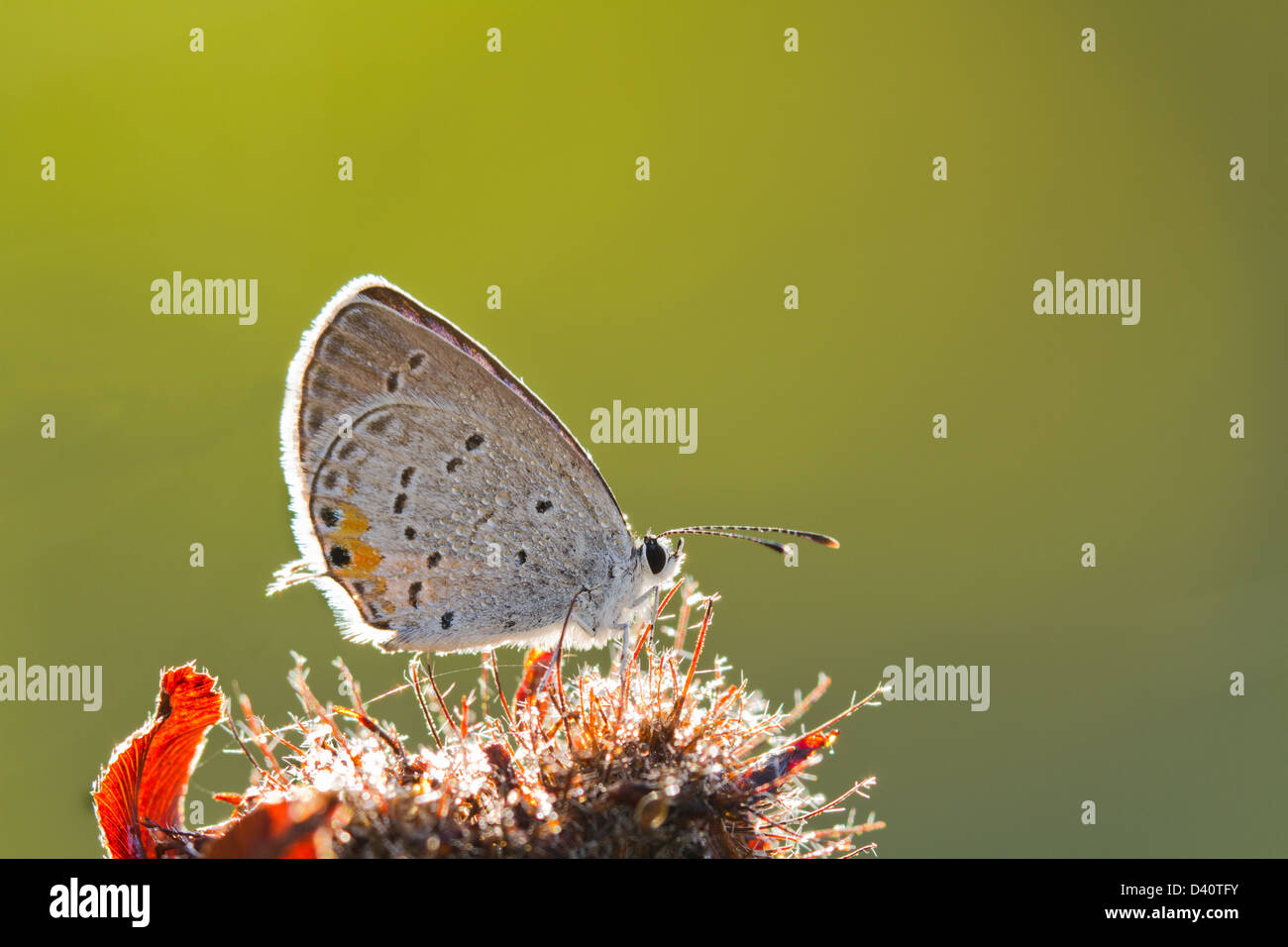 Eastern Tailed Blue (Cupido comyntas) butterfly isolated on green ...