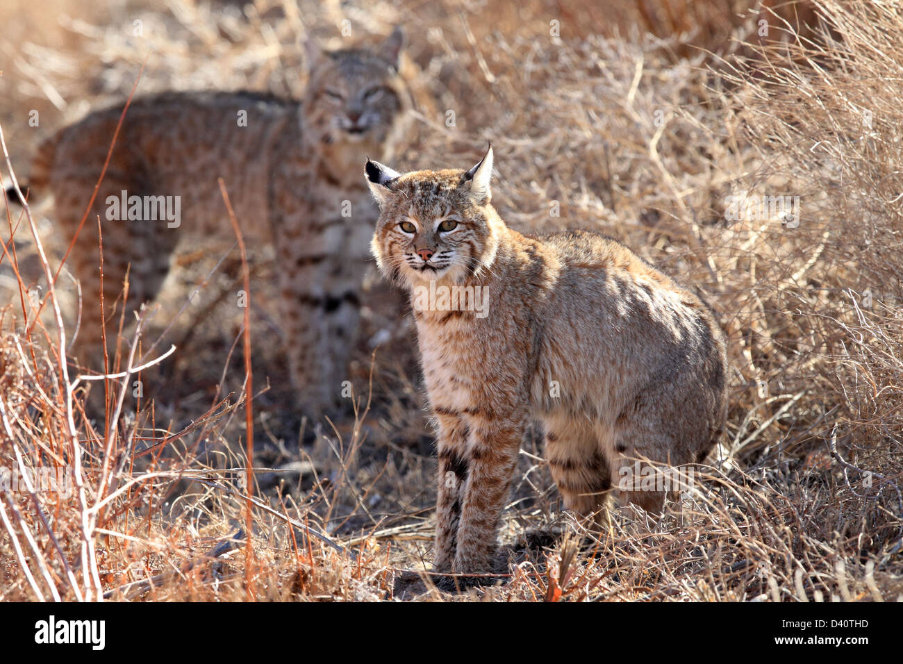 Bobcat,Lynx rufus,Bosque del Apache National Wildlife Refuge, New ...