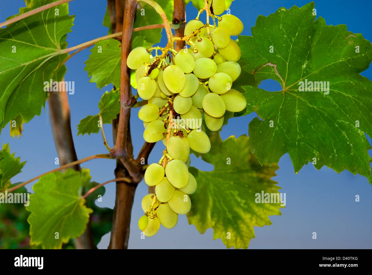 Bunch of grapes photographed on a background of the blue sky Stock ...