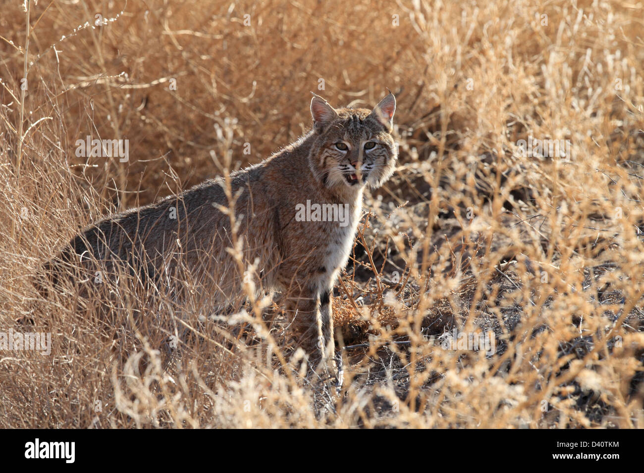 Bobcat,Lynx rufus,Bosque del Apache National Wildlife Refuge, New ...