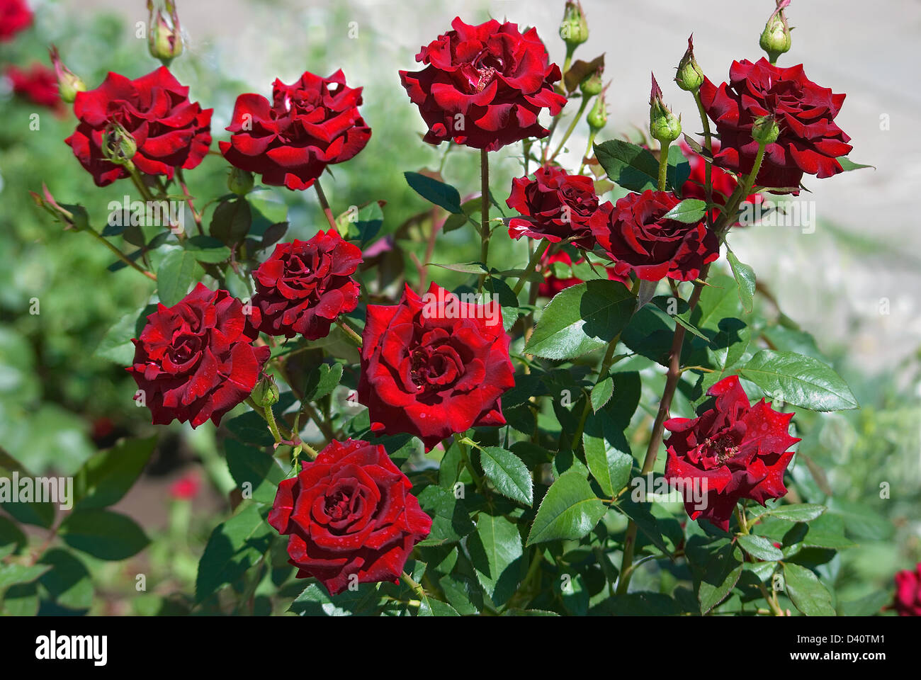 The bush of red roses is photographed close-up Stock Photo - Alamy