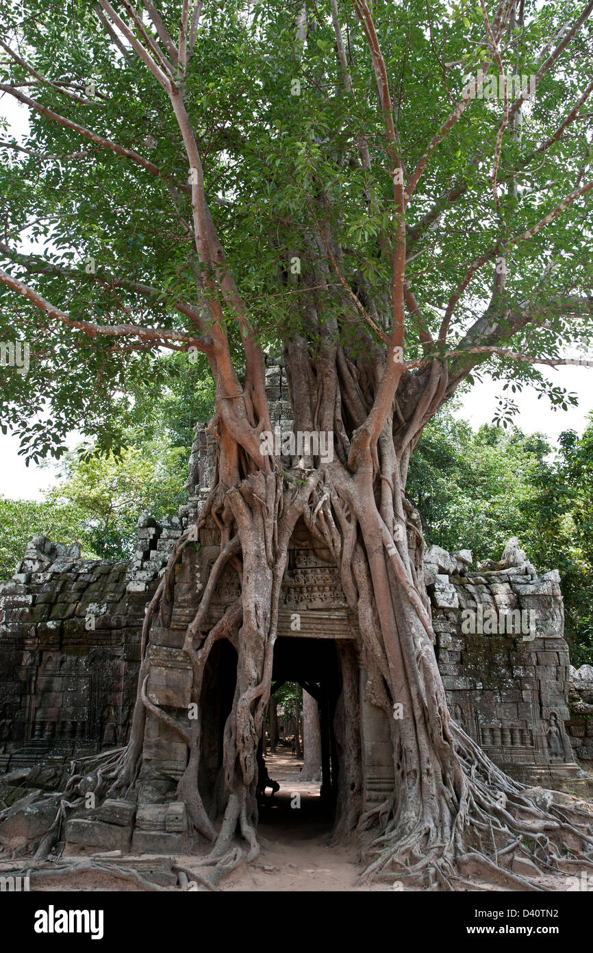 Strangling Aerial Roots