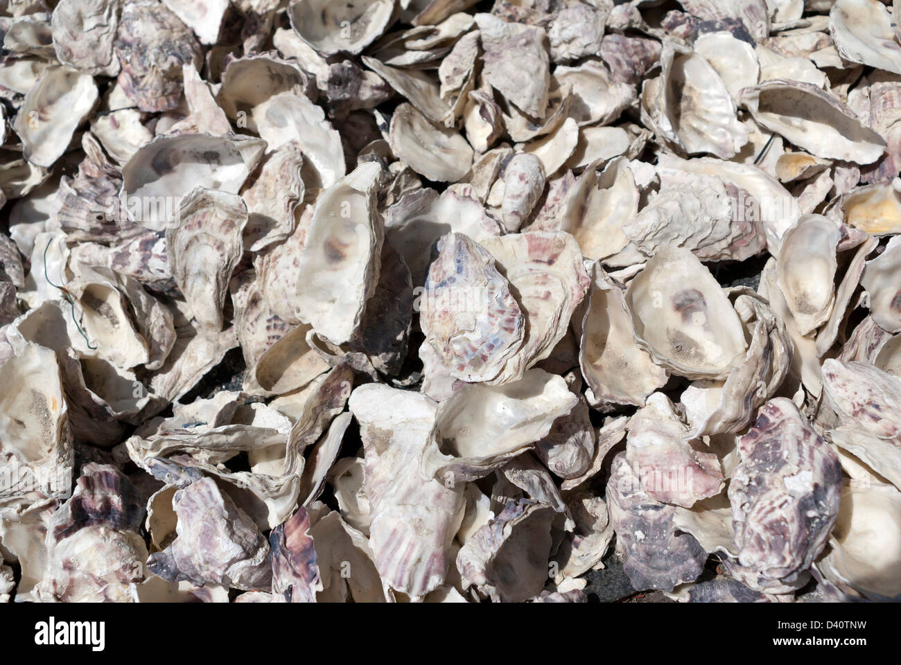 Lots of oysters hi-res stock photography and images - Alamy