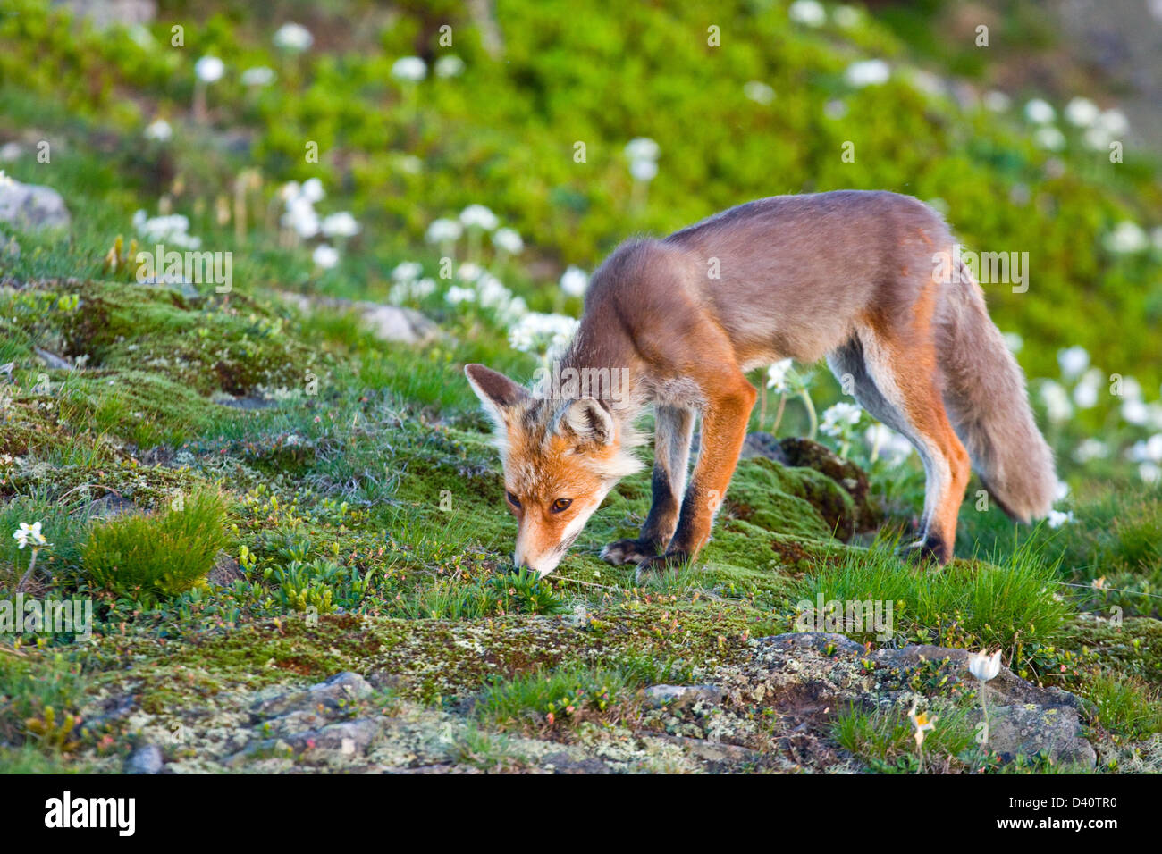 Red fox, sunrise, Babia Gora, Poland Stock Photo - Alamy
