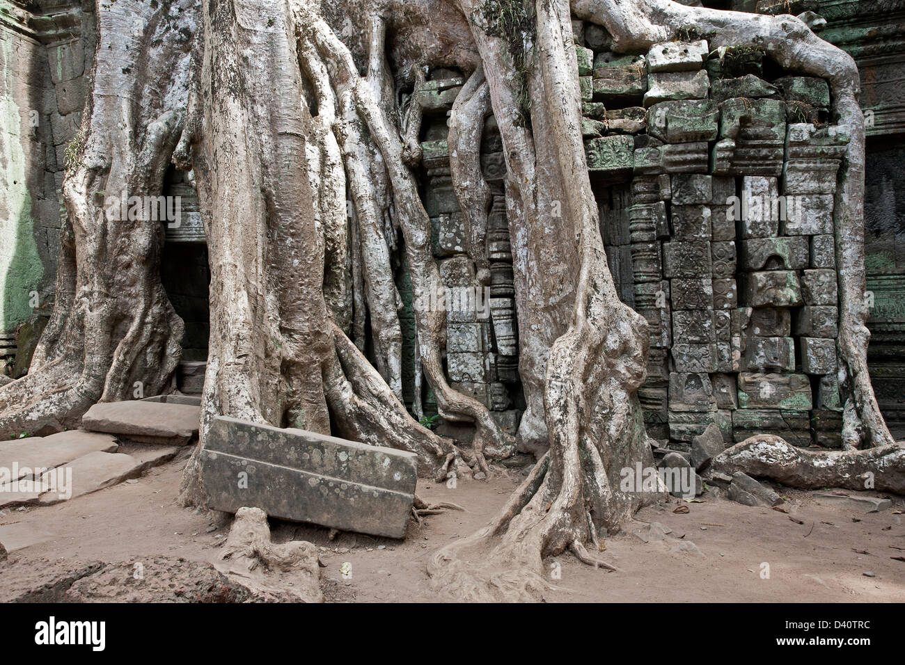 Strangling fig tree. Ta Prohm temple. Angkor. Cambodia Stock Photo - Alamy