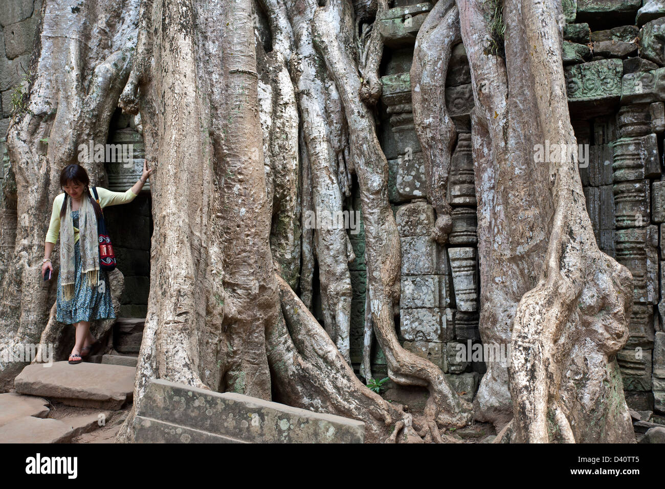 Strangler fig tree roots. Ta Prohm temple. Angkor.Cambodia Stock Photo ...