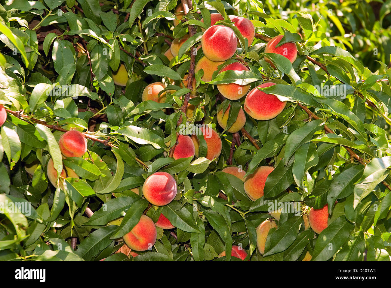 Red peaches hang on a tree between green leaves Stock Photo - Alamy