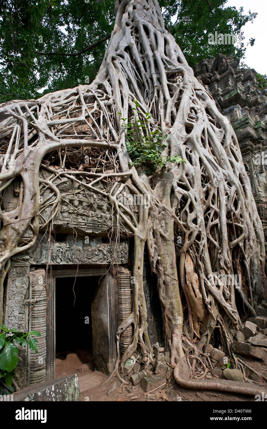 Strangler Fig Tree