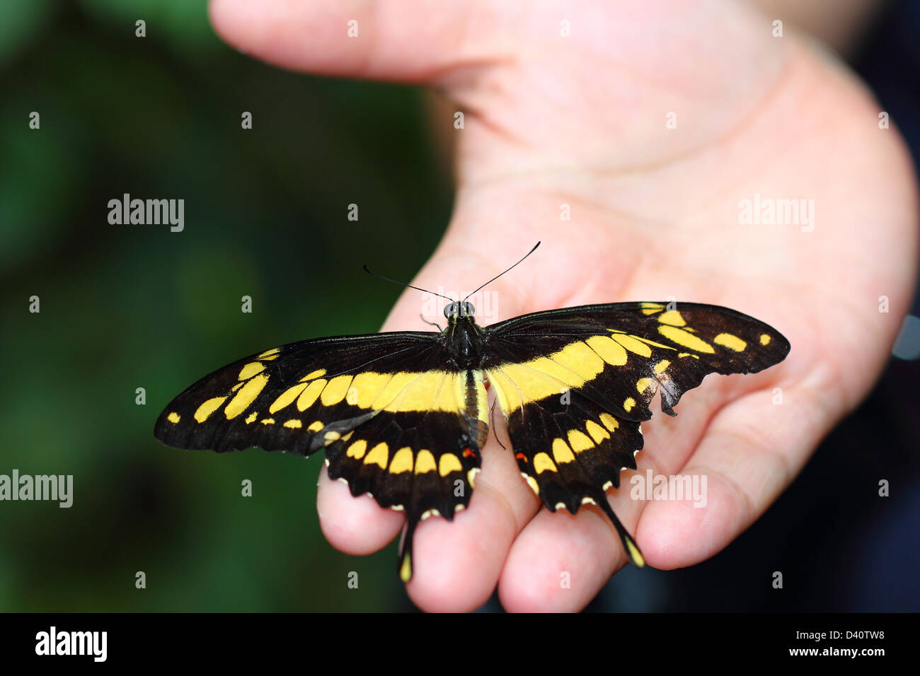 butterfly on human hand Stock Photo - Alamy