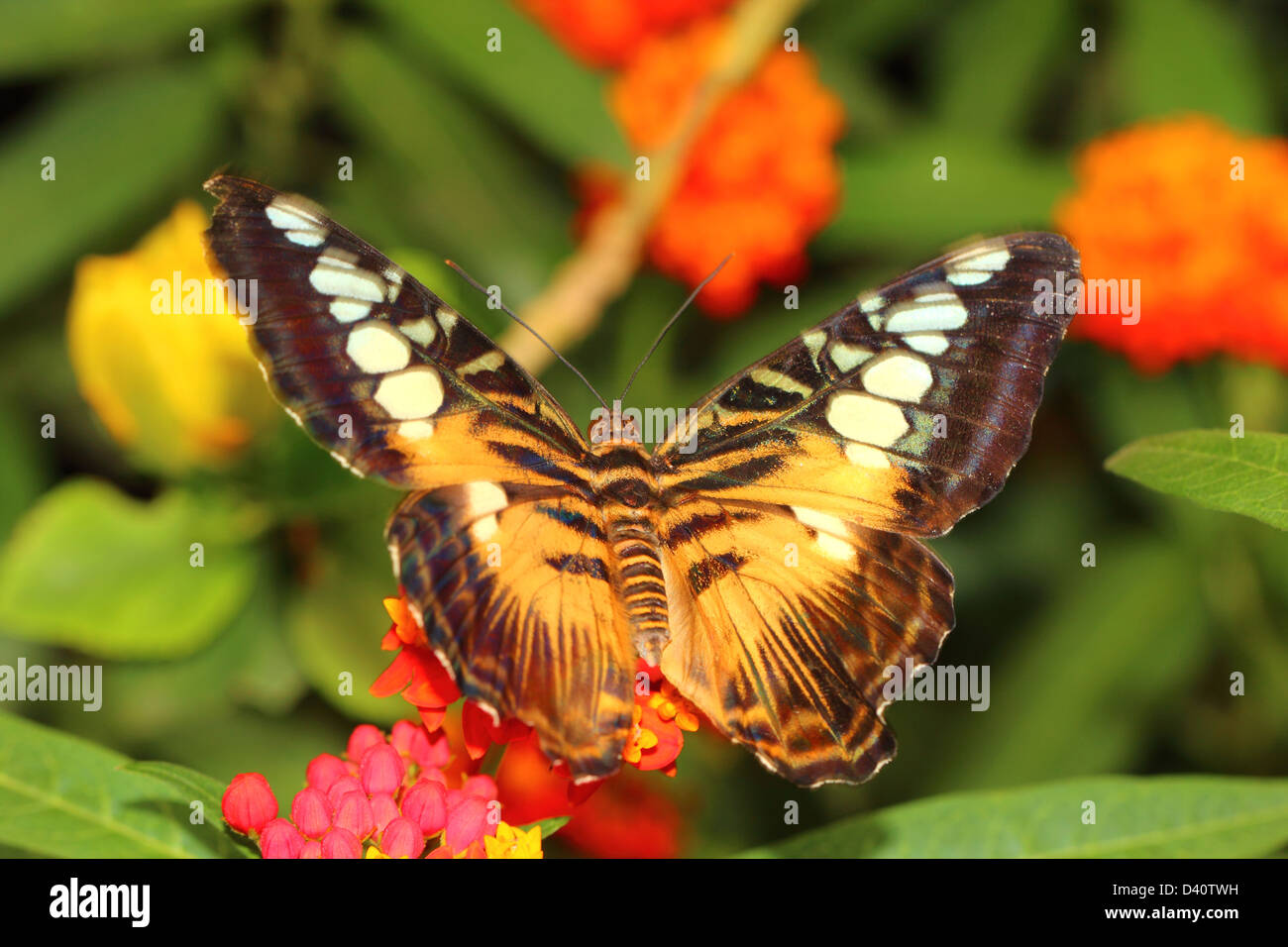Butterfly in the nature Stock Photo - Alamy