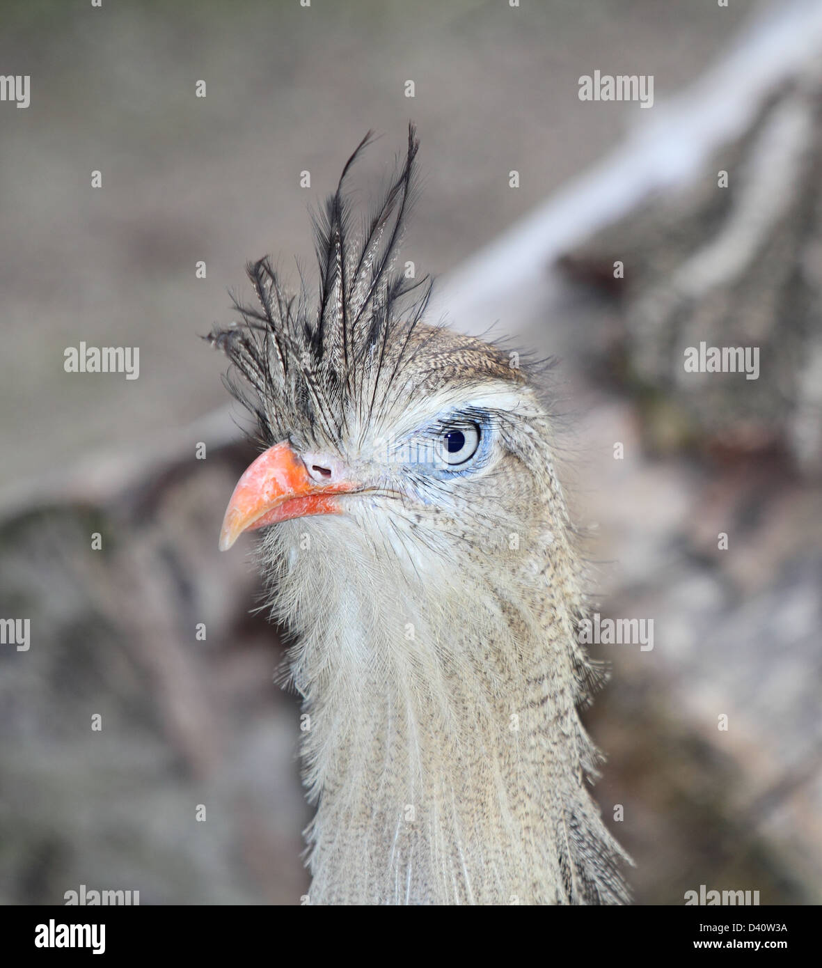 Red legged seriema prey hi-res stock photography and images - Alamy