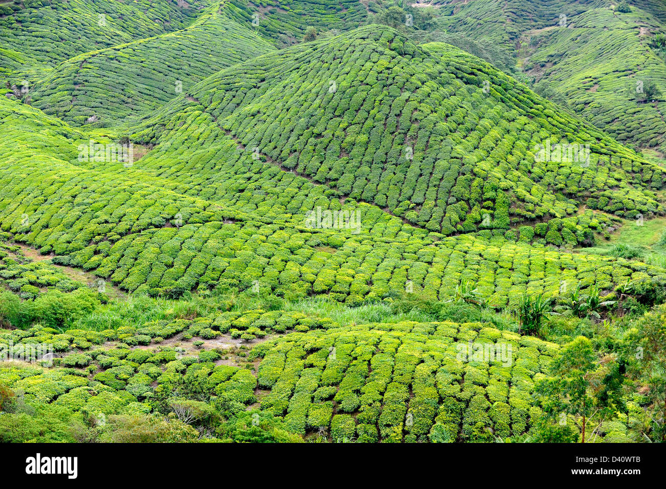 Malaysia Cameron Highlands High Resolution Stock Photography and Images ...