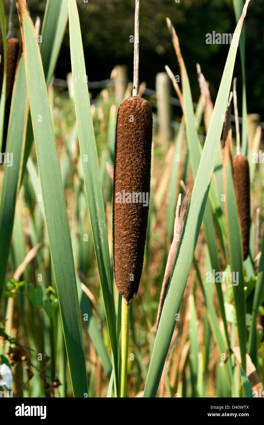 reedmace, Typha latifolia Stock Photo - Alamy