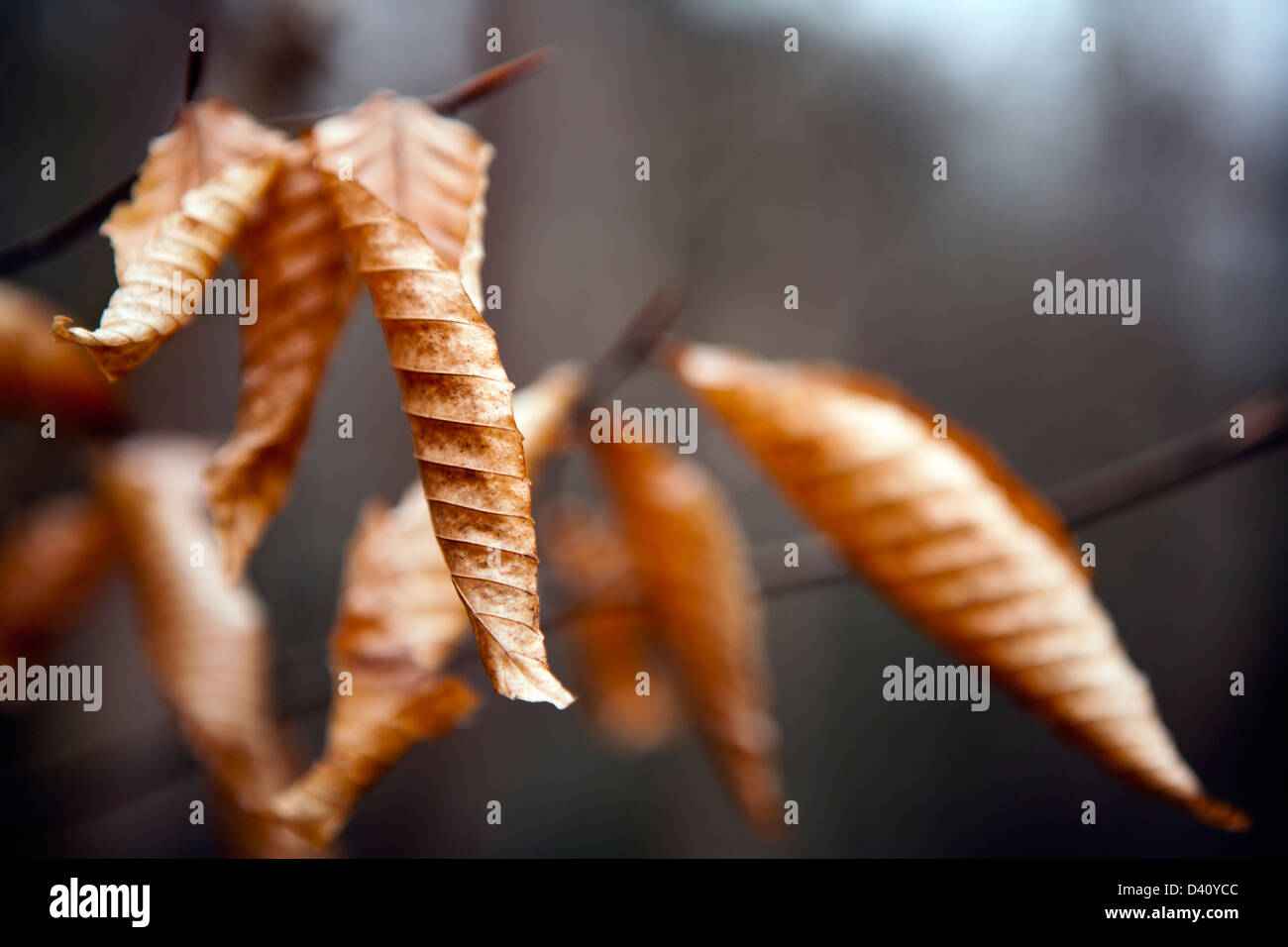 Curled up leaf leaves hi-res stock photography and images - Alamy