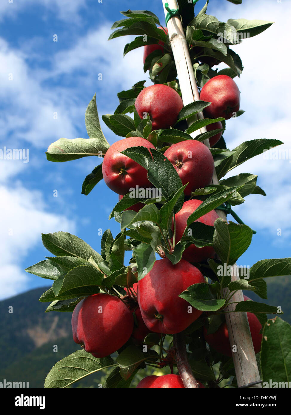 Pink lady tree apple hi-res stock photography and images - Alamy